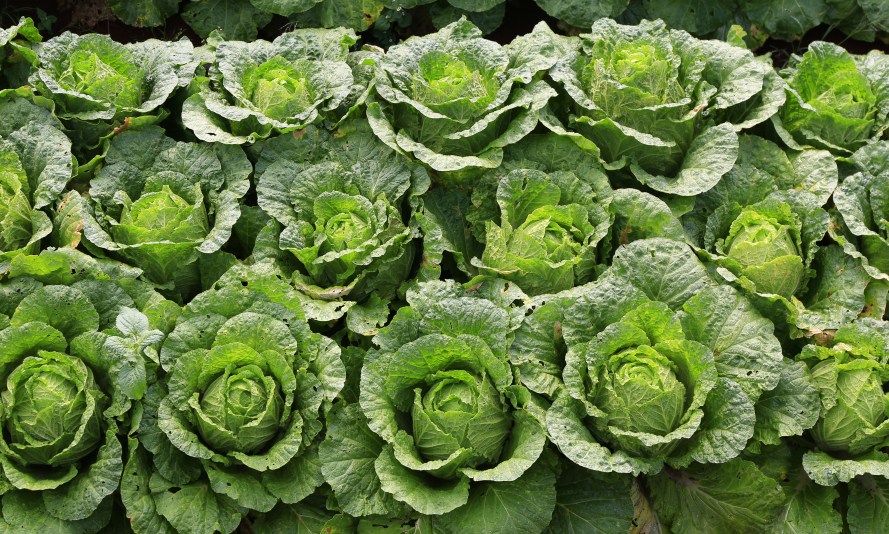 What We Grow | Langwater Farm