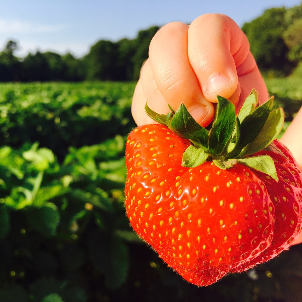 Pick Your Own | Langwater Farm