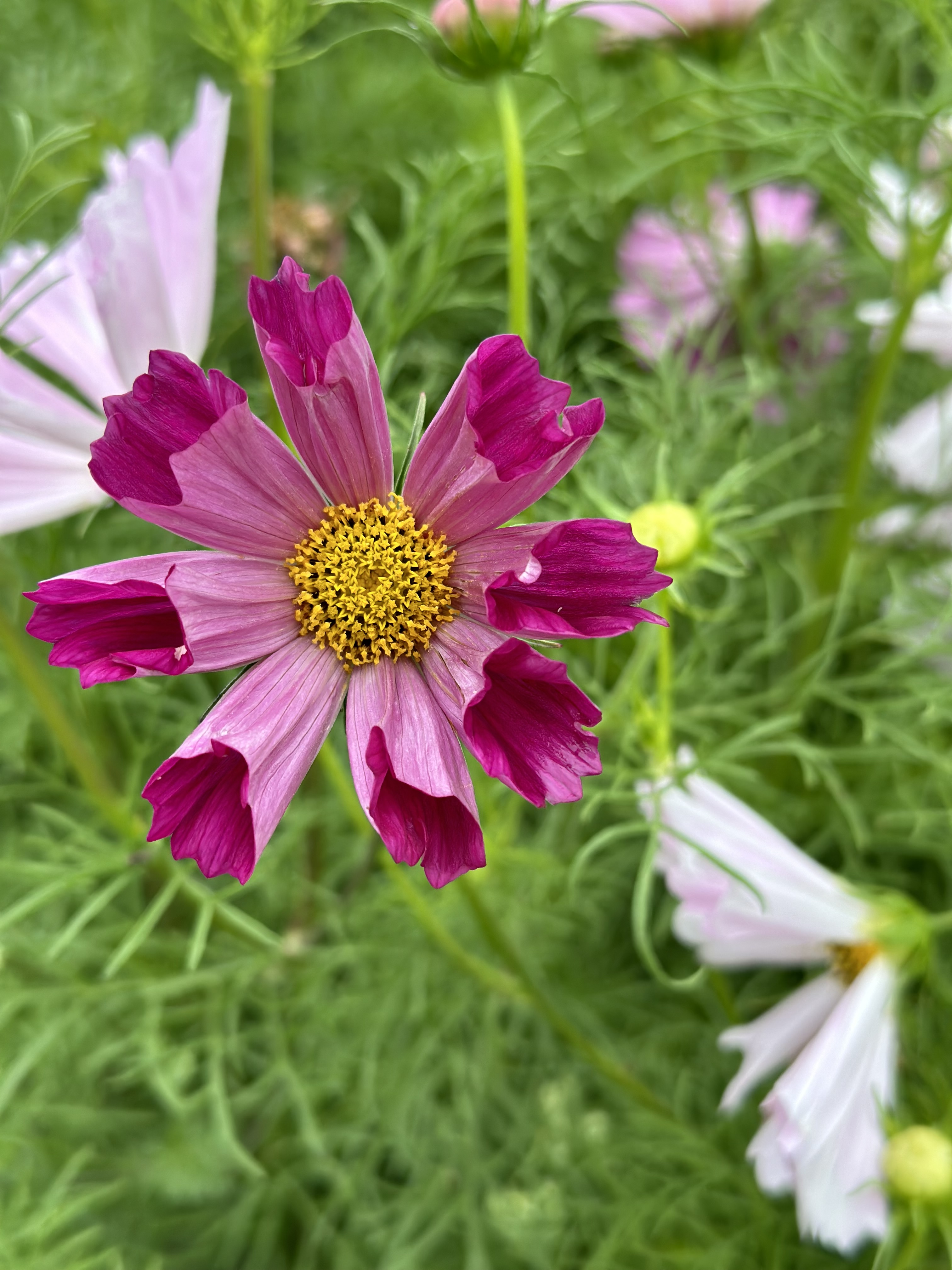 Pick Your Own | Langwater Farm
