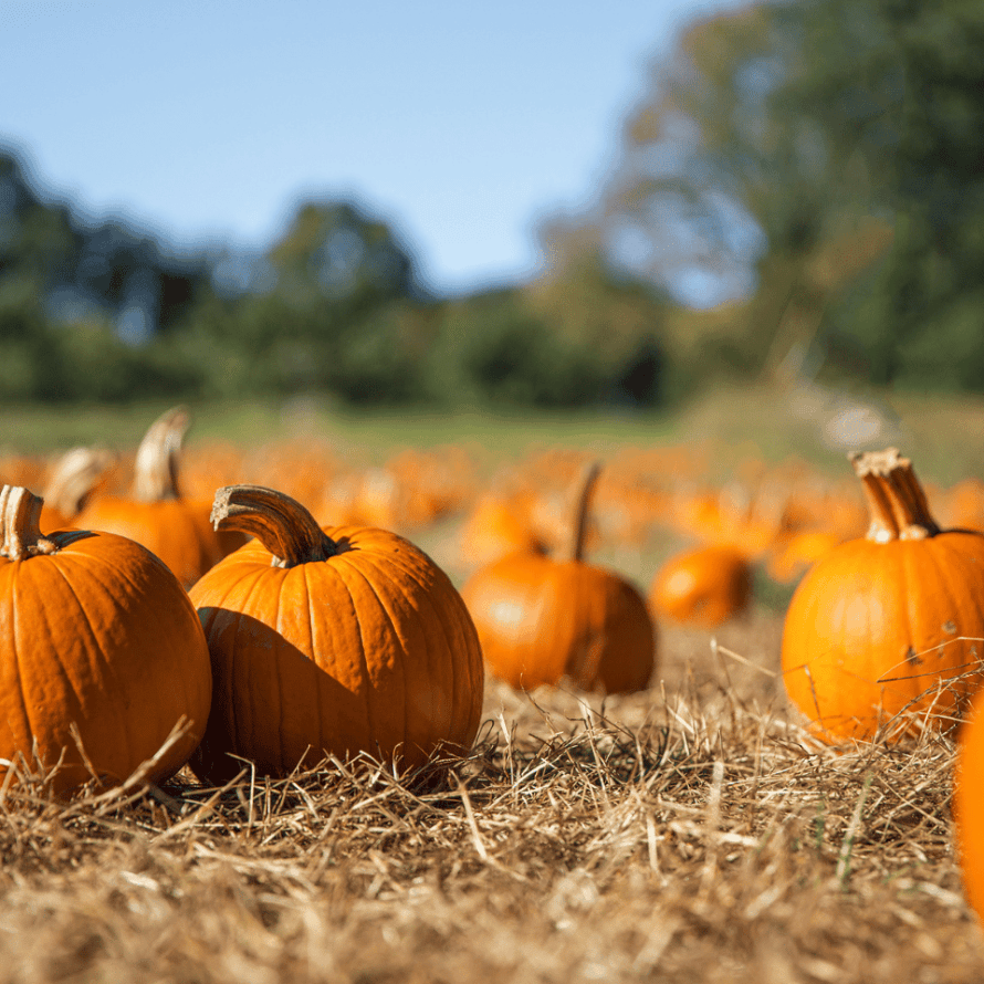 Pick Your Own | Langwater Farm